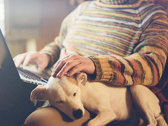 How to help your dog adjust to a new home – Doggy Styling