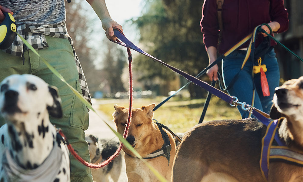 How to meet other dog loving folk in your new area – Doggy Styling