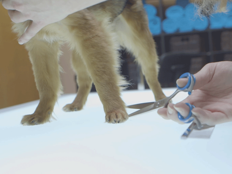How We Keep Our Scissors State-Of-The-Art - Doggy Styling