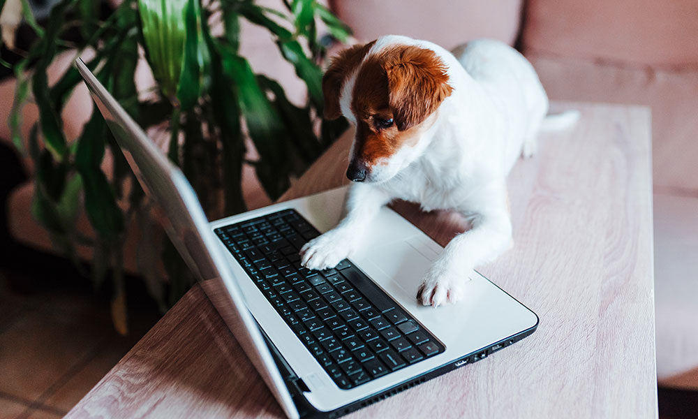 From instinct to intellect: how dogs showcase their intelligence ...