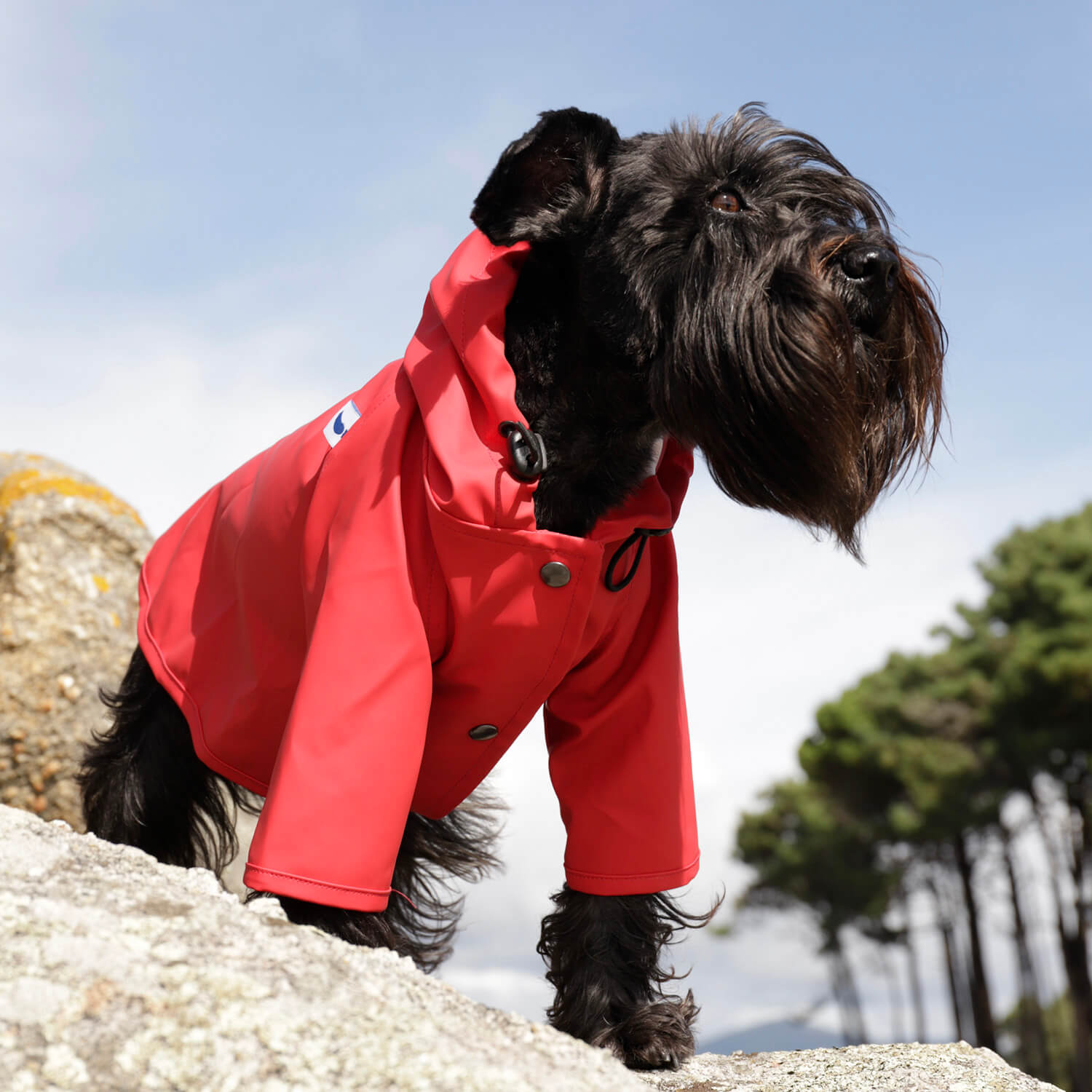 Surrey Dog Grooming - Doggy Styling